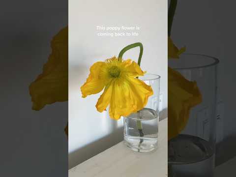 Burn the stem of poppy flowers and see how they come back to life, and stay alive longer.