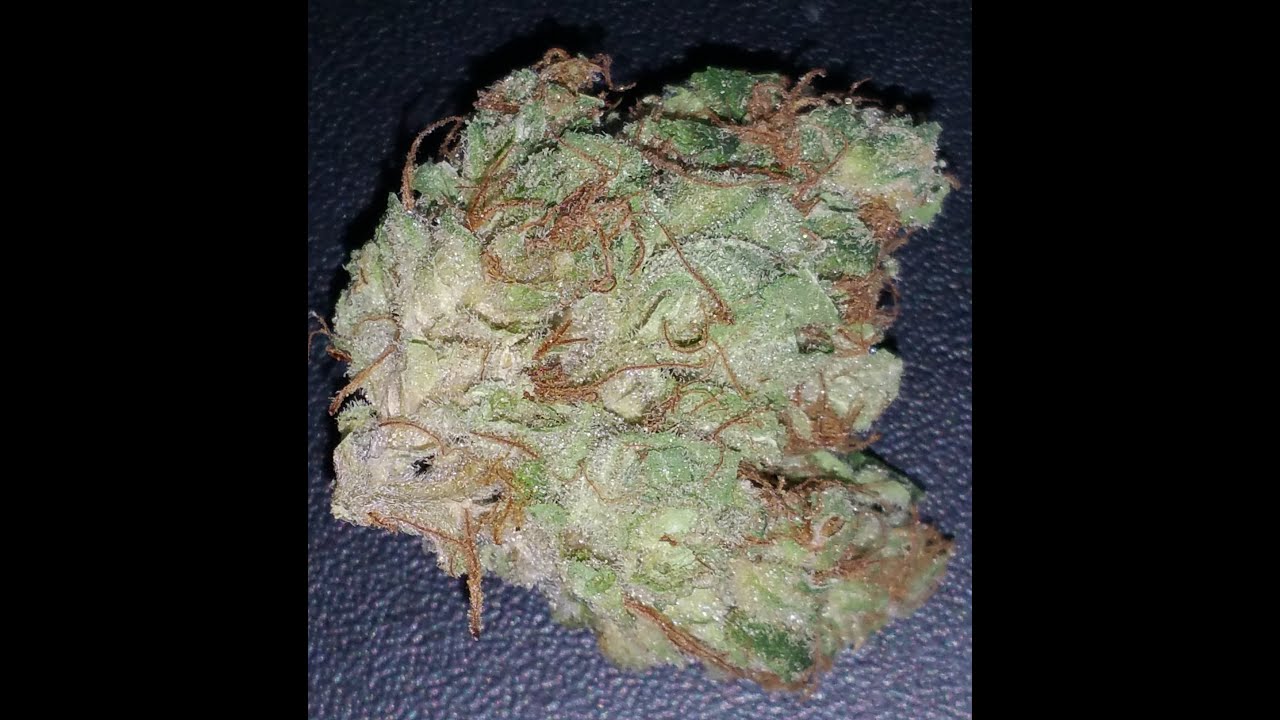 Lost Coast Hashplant by Alternative Solutions