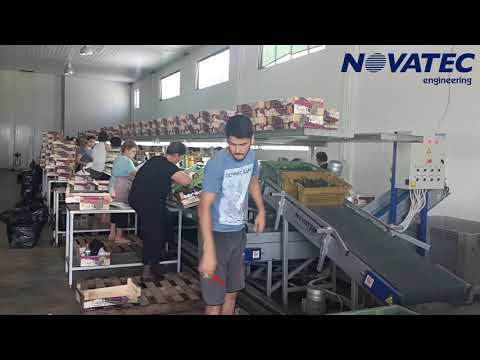 Table Grapes Processing Line | Novatec Engineering