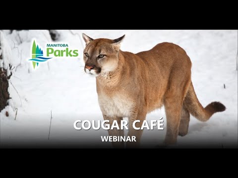 Cougar Café Webinar
