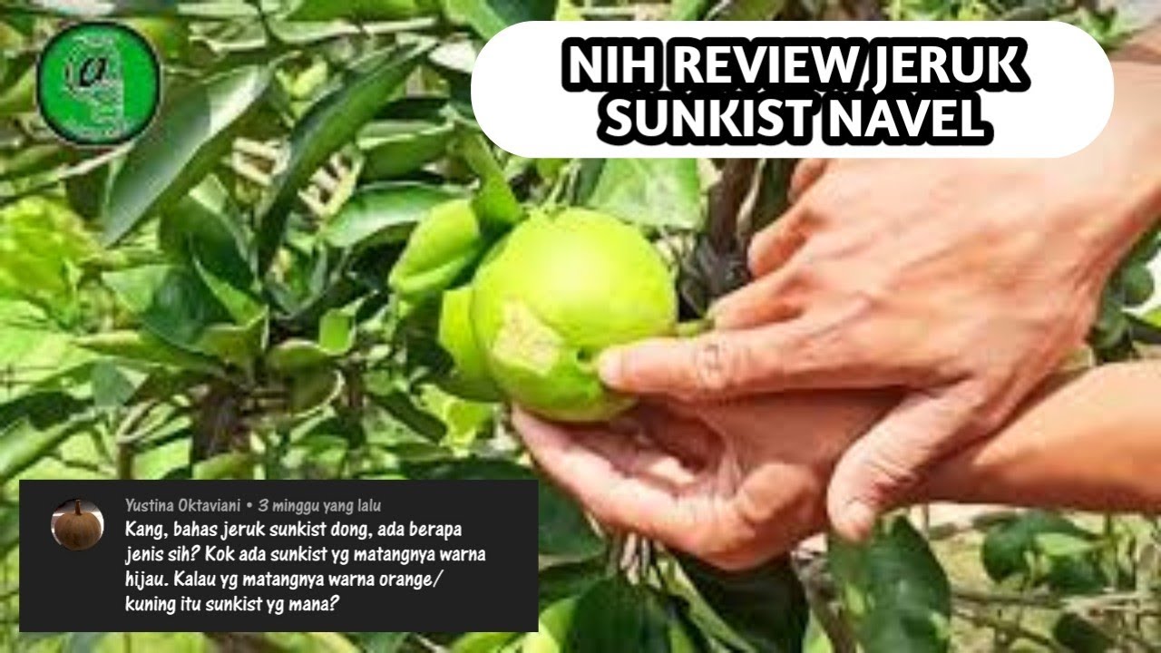 Jeruk Sunkist Navel