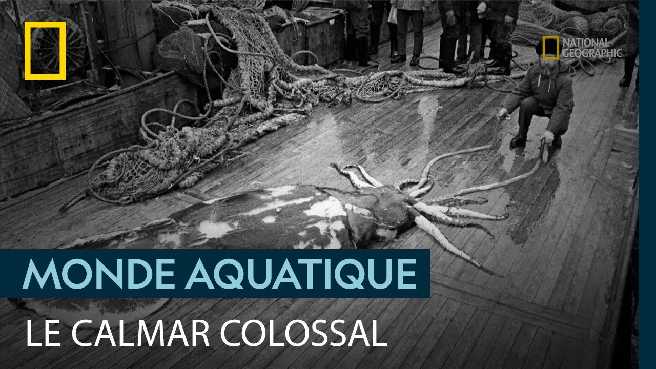 Documentaire | Le calmar colossal, tueur redoutable des mers australes