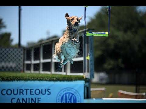 NADD Air Retrieve Slo-Mo - Courteous Canine