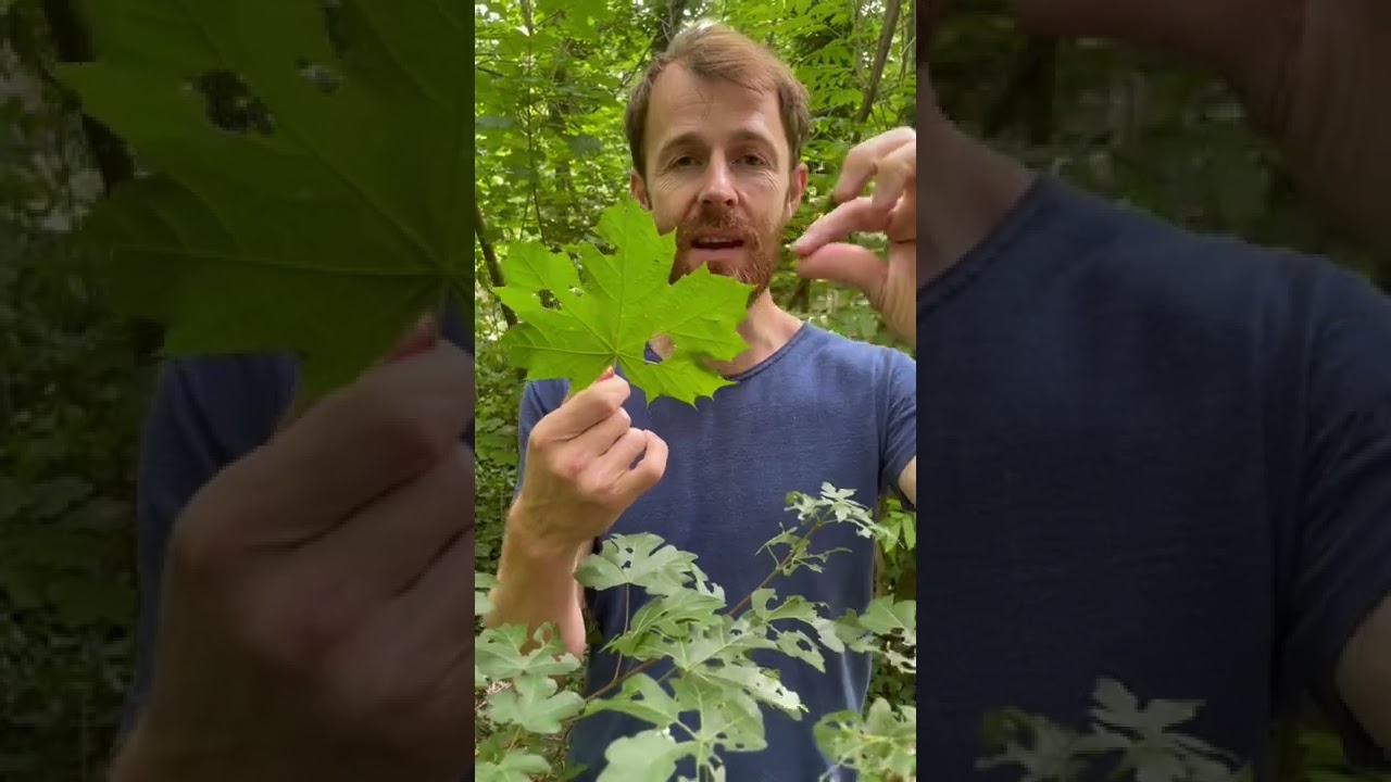 We eat plane maple leaves, field maple flowers and sycamore maple syrup