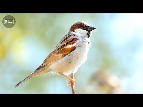 Prophetic Meaning of Sparrows