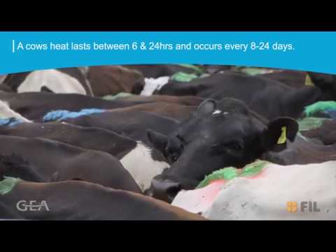 GEA Dairy Farming – How to Tail Paint Using FIL Tell Tail