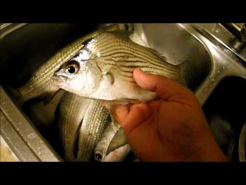 2 Of The Best Eating + Best Bait Fish Overlooked Mojarra + Mullet