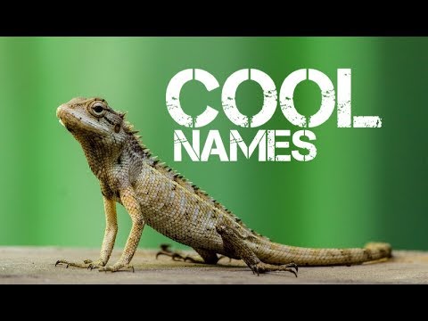 male reptile pet names starting with z