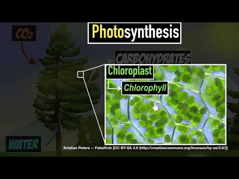 Photosynthesis | Life processes | Biology | Khan Academy