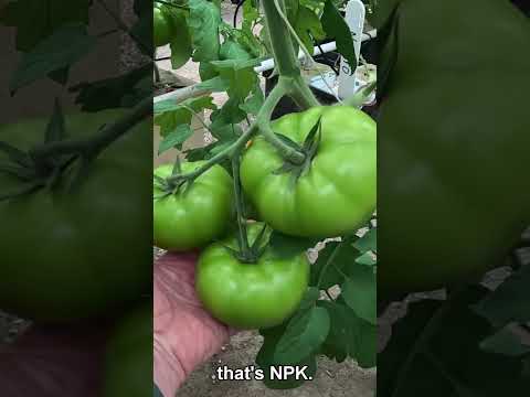 Fertilize Tomatoes Like a Pro! (Expert Advice) πΏπ
#TomatoTips #Shorts