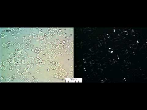 Chemical Gelatinization of Corn Starch