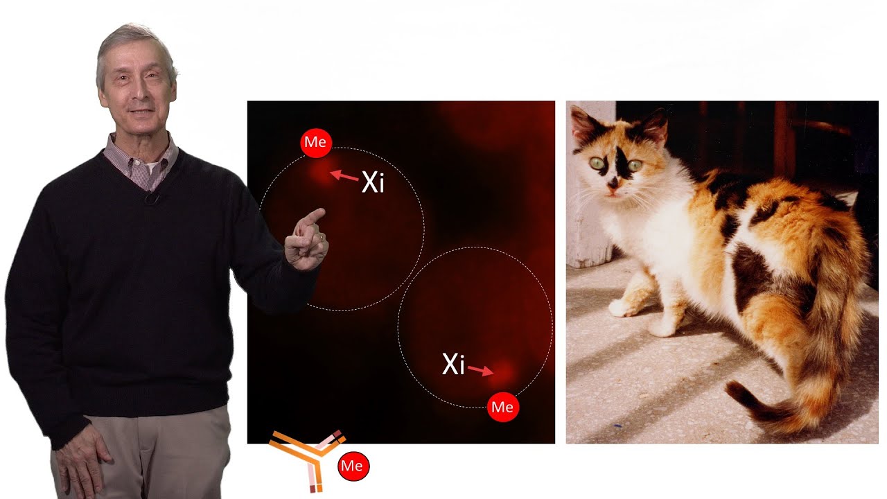 C. David Allis (Rockefeller U.) 1:  Epigenetics: Why Your DNA Isn’t Enough