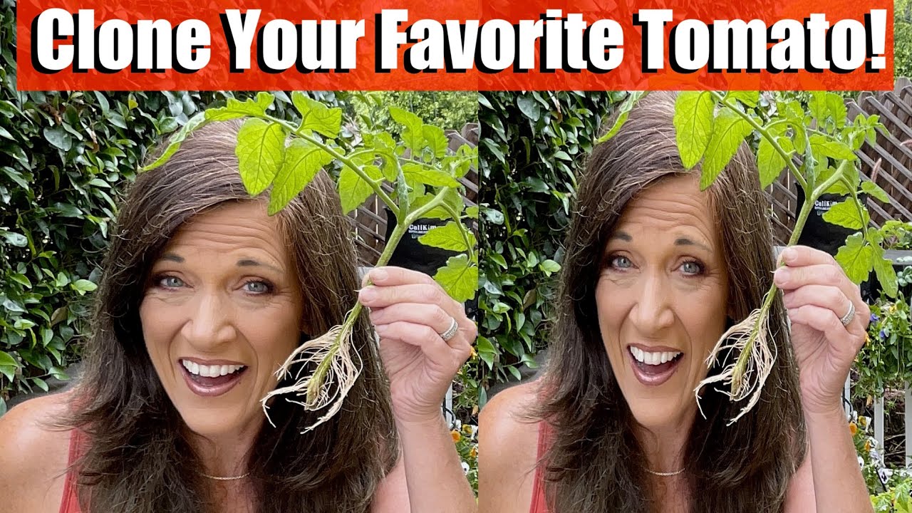How to Clone Your Favorite Tomato Plant!