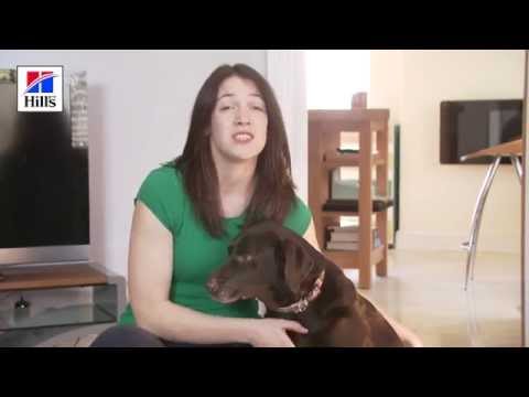 Hill's™ UK & IE: Dog Body Condition Score (BCS): How to find out your Dog's BCS