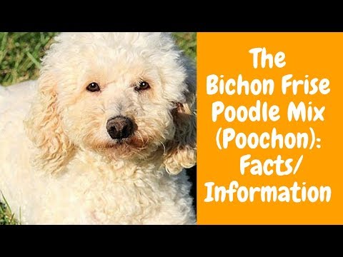 The Bichon Frise Poodle Mix (Poochon): Facts/Information