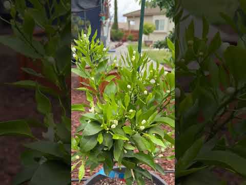 Shiranui Dekopan Sumo mandarin flowering in container #garden