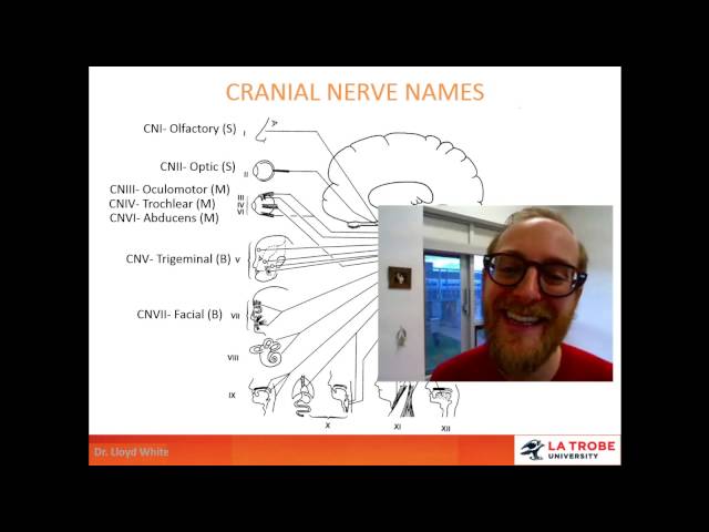 Understanding Cranial Nerves: Names, Functions, and Mnemonics | Galaxy ...