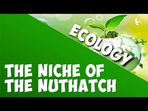 The Niche Of The Nuthatch | Ecology & Environment | Biology | AddyESchool