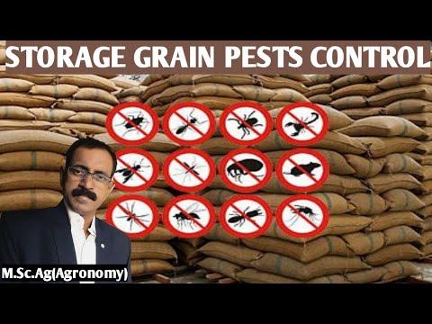 STORAGE GRAIN PESTS CONTROL METHODS