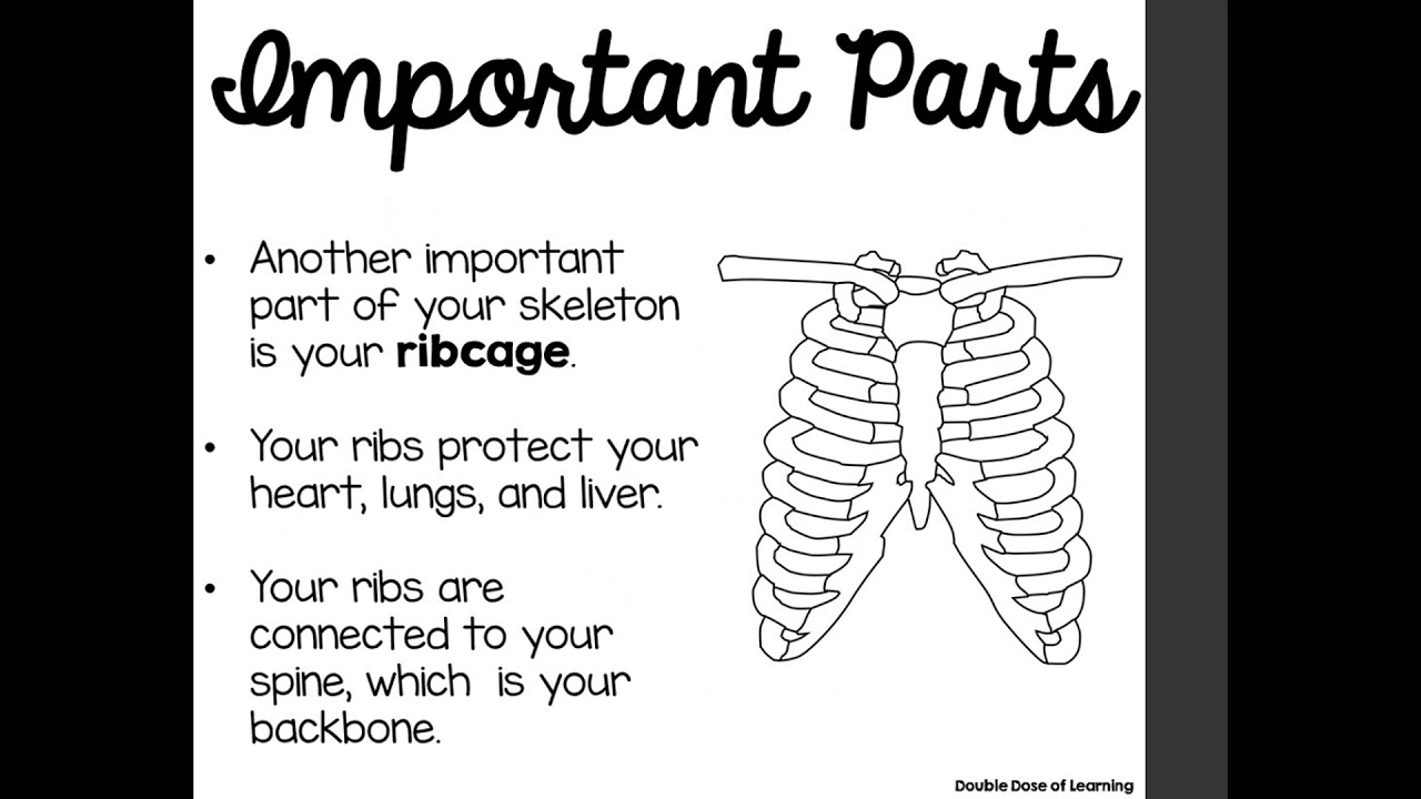 Skeletal PPT