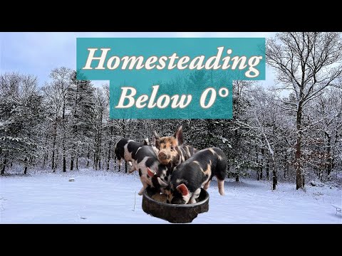 Frozen Farming: Keeping Pigs Happy and Healthy in Cold Weather