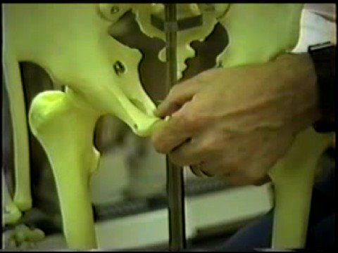 Bones of the Pelvis II