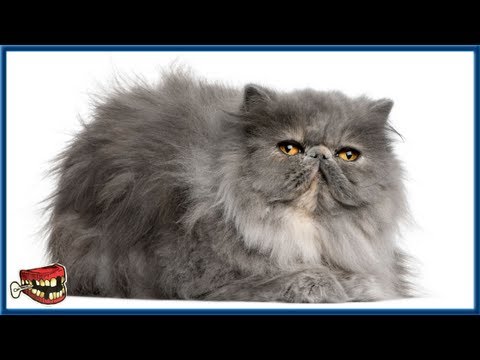 Sad Cat Diary - MEME CAT Edition // Bad Teeth