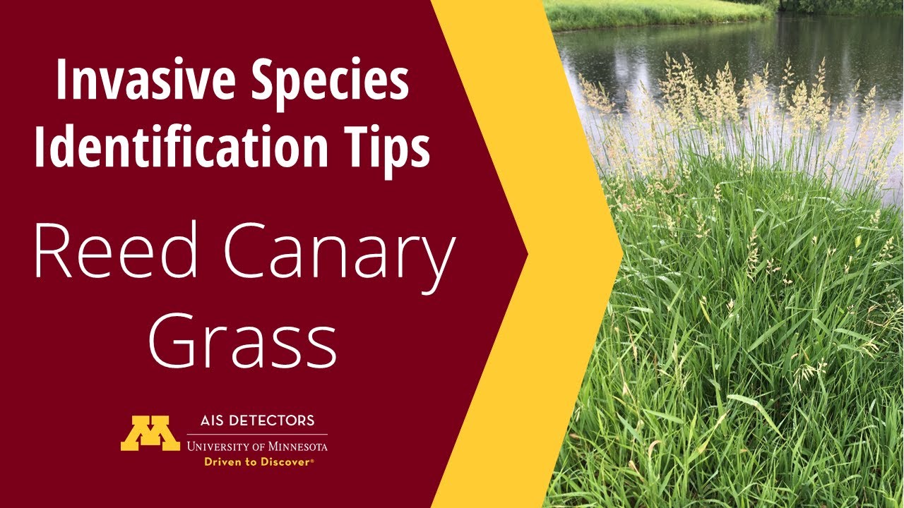 Identification Tips: Reed Canary Grass (Phalaris arundinacea)