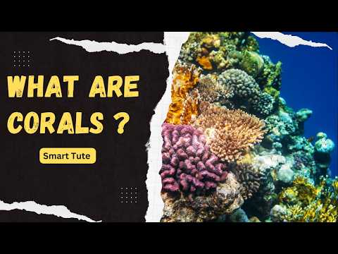 What are CORALS ? | Importance of CORALS | What are Coral Reefs ?