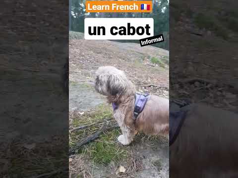 4 Ways to say "a dog" 🐶 in French 🇨🇵 | Speak and Learn French with Moh and Alain👍