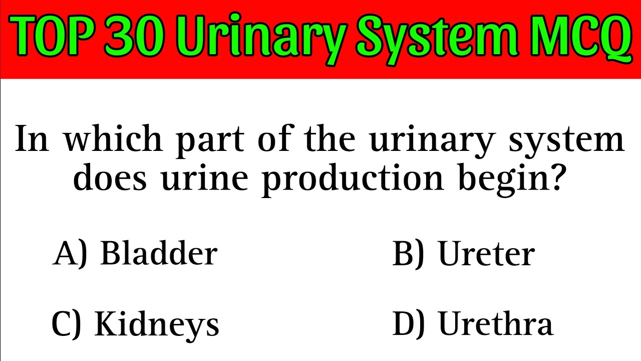 Urinary System Mcqs | urinary system questions