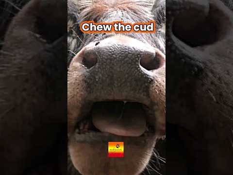 Chew the cud #shorts #shorts