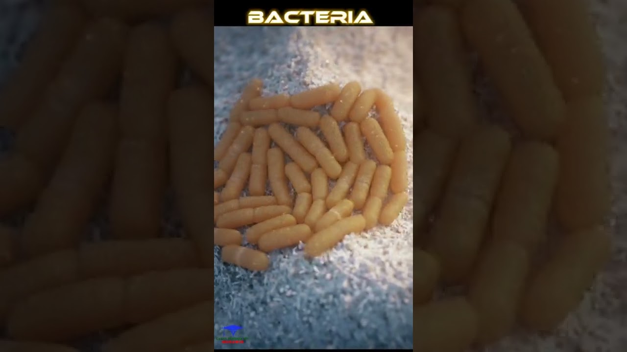 Bacteria 🦠 Animation ...