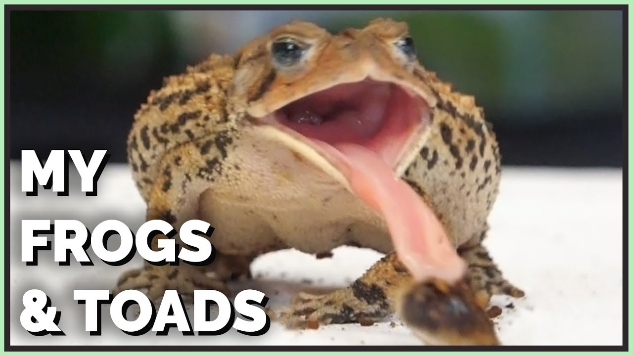 Meet my Pet Amphibians! (Frogs, Toads & Axolotl)