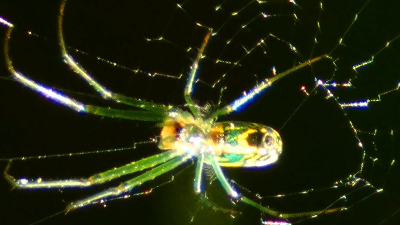 Orchard orb weaver spider making web