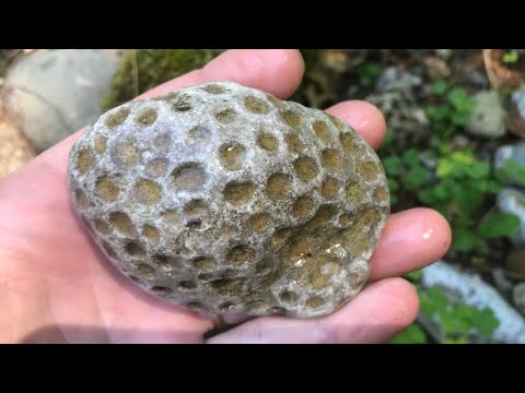Past Petoskey stones