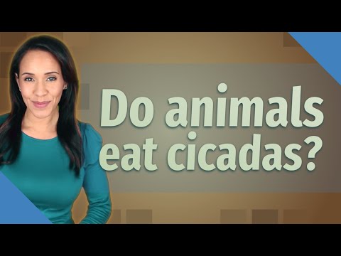 Do animals eat cicadas?