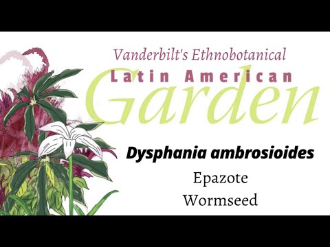 Learn about the Epazote Plant