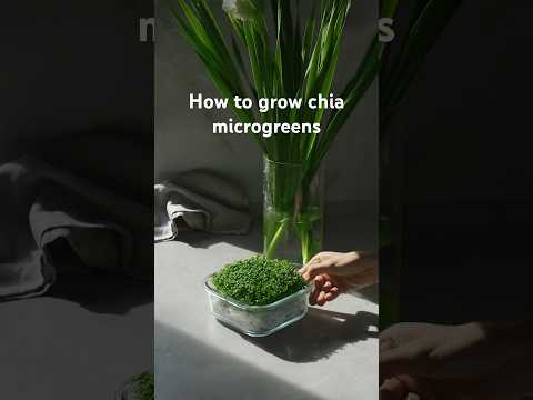 How to grow chia microgreens