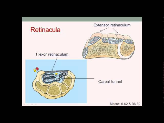 Understanding the Wrist: Retinacula and Anatomical Spaces Explained ...