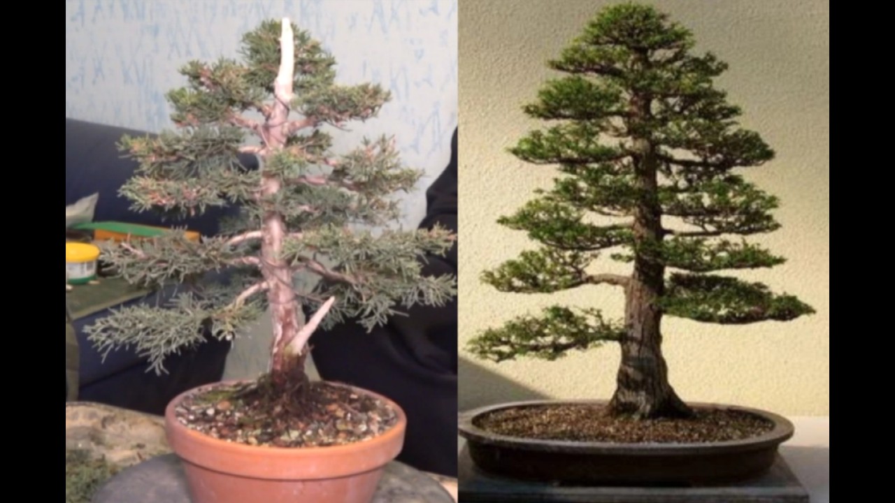 Making a Bonsai from Skyrocket Juniper