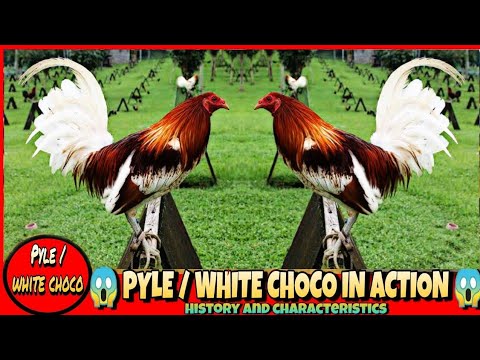 Pyle history and physical characteristics