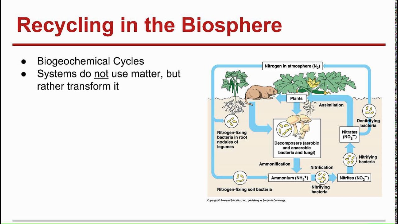 Ch. 3 Ecology