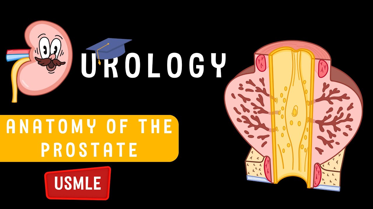The Easy Prostate Anatomy!