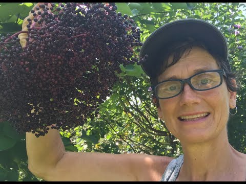 3F: 1 Year Day 217 - The Art of Elderberry Harvesting the Old Fashioned Way