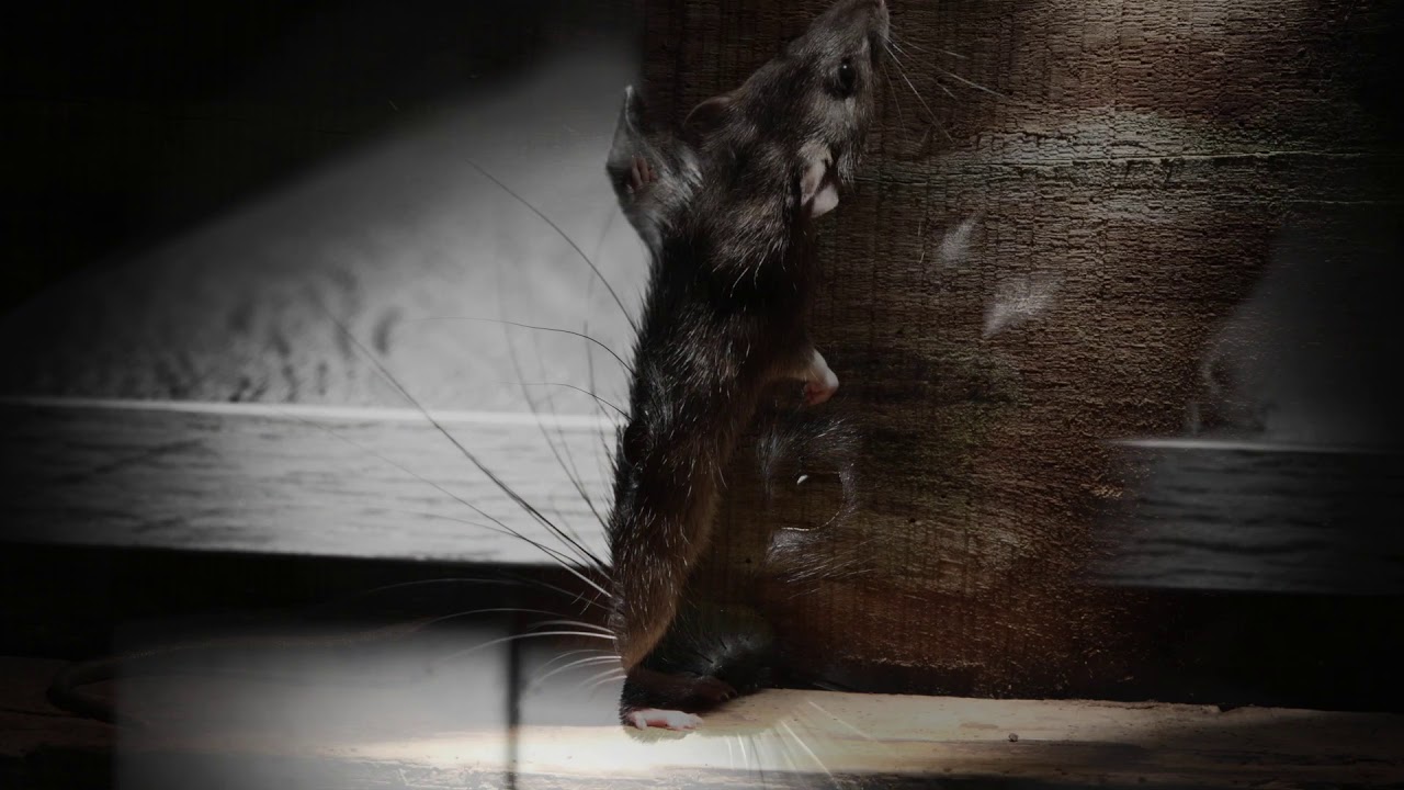 Key West Pest Control - Fleas, Flies & Rats