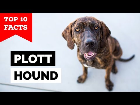 Plott Hound - Top 10 Facts