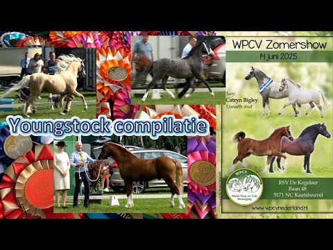 Youngstock compilatie 🐴 WPCV Zomershow 2025 🐴 judge: Catryn Bigley - Llanarth stud