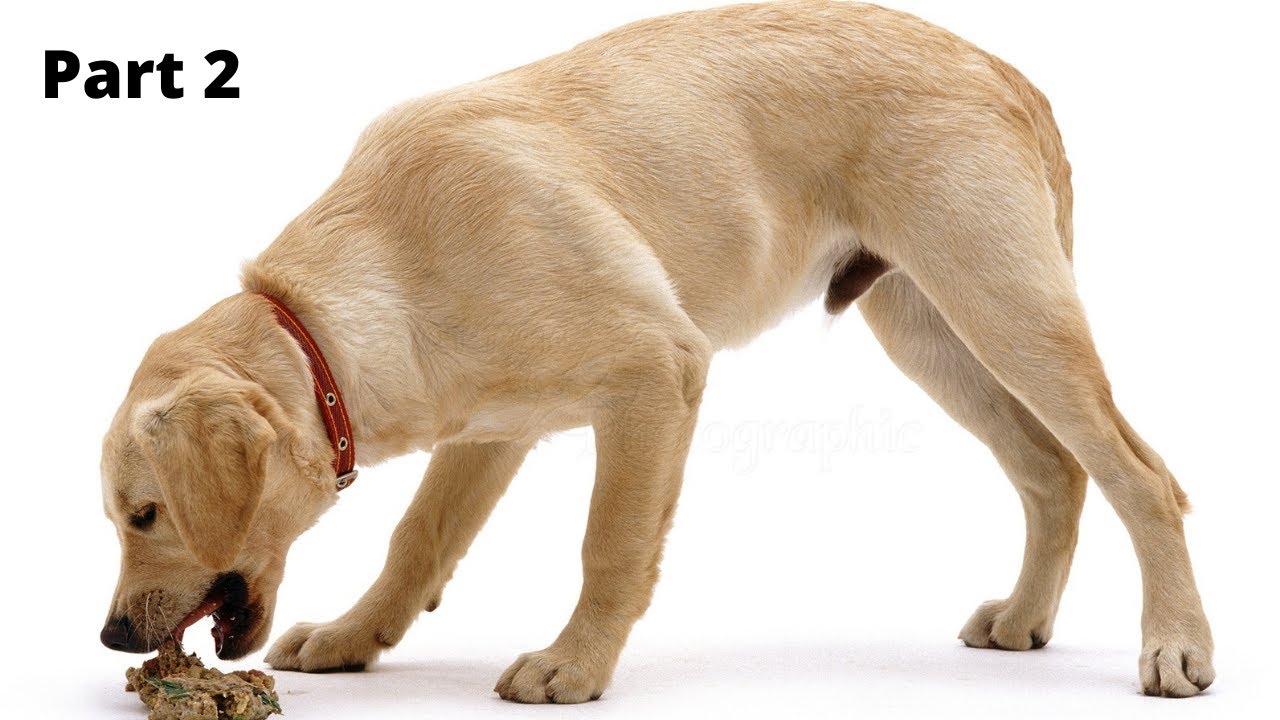 Dogs being sick (part 2)