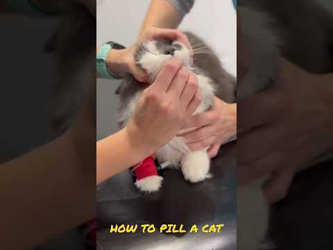 How to pill a cat
